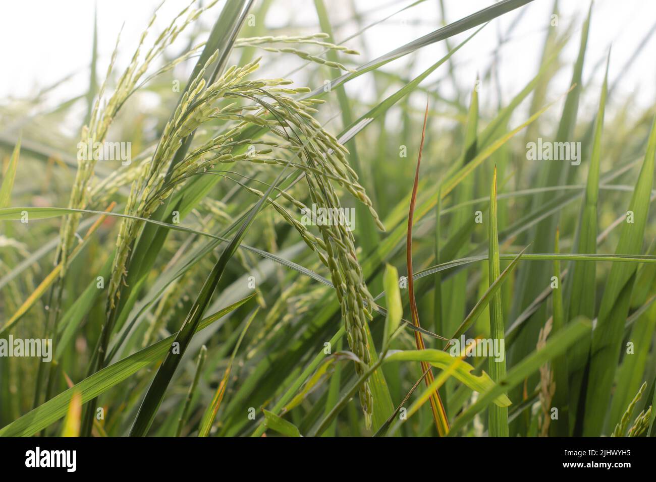 Paddy. rice plant is the basic ingredient of rice food Stock Photo - Alamy
