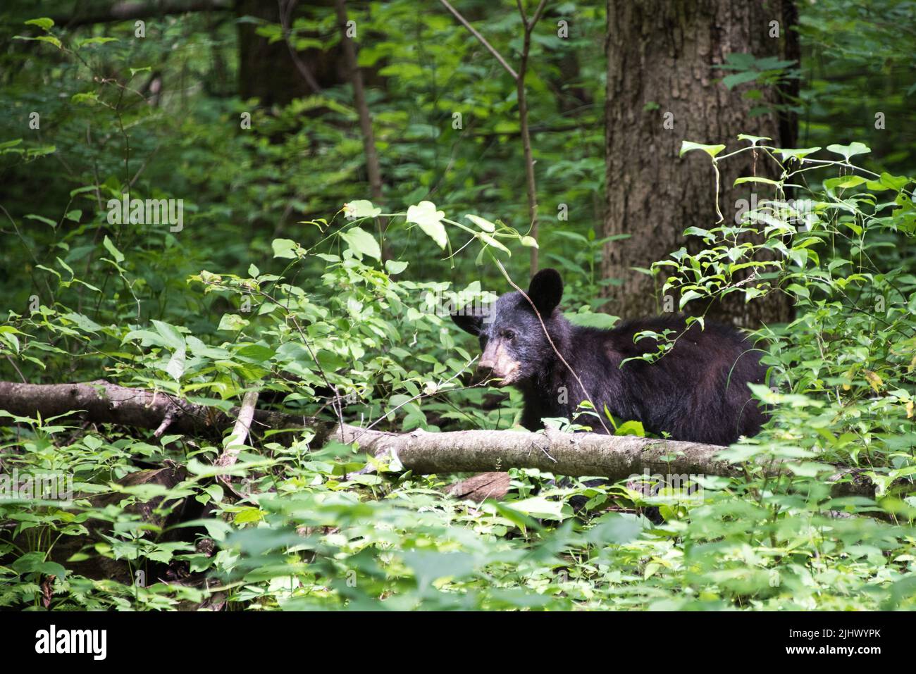 An american black bear in the forest Stock Photo - Alamy