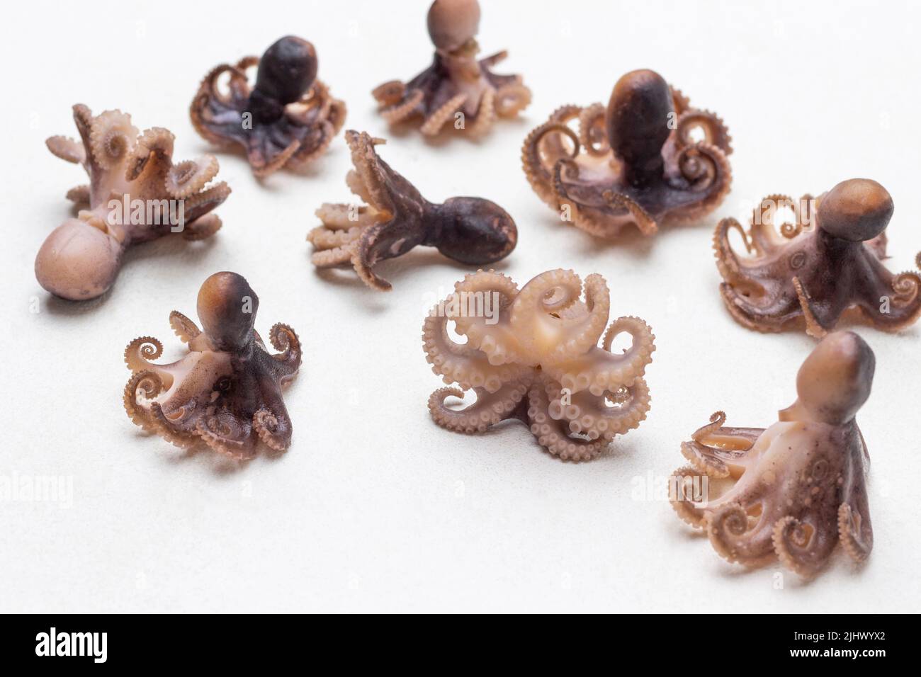 Boiled octopus babies on table. Top view. White background Stock Photo ...
