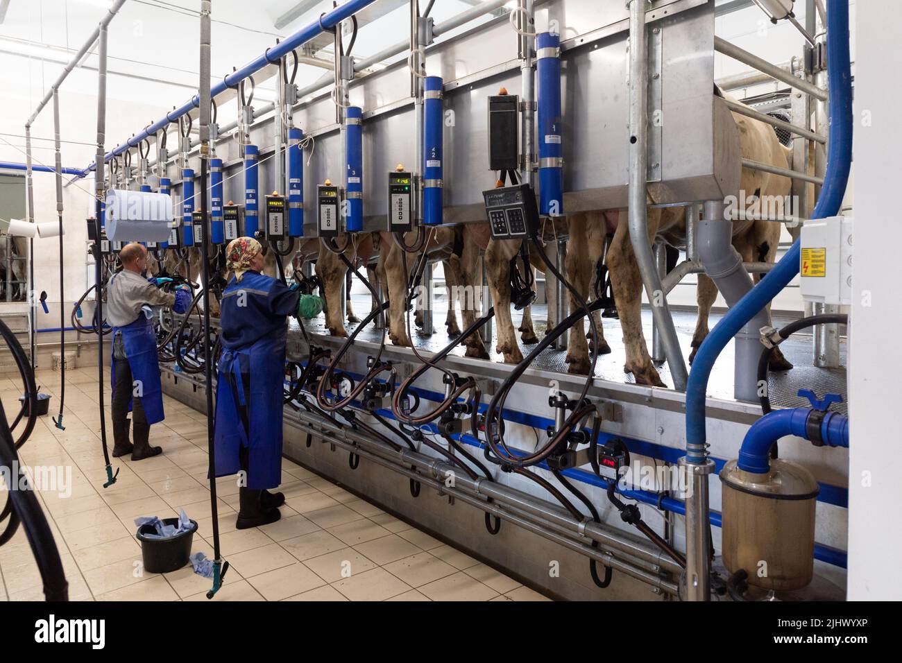 special room for automatic milking of cows with two specialists ...