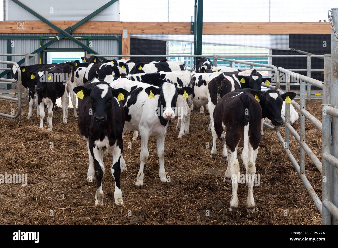 a group of young dairy cows outdoor walking in a farm Stock Photo - Alamy