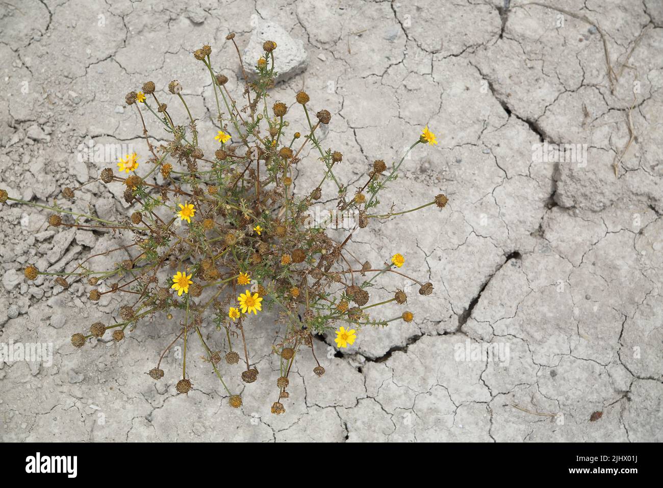 Dry arid sandy cracked ground and rare plant with yellow floers Stock ...