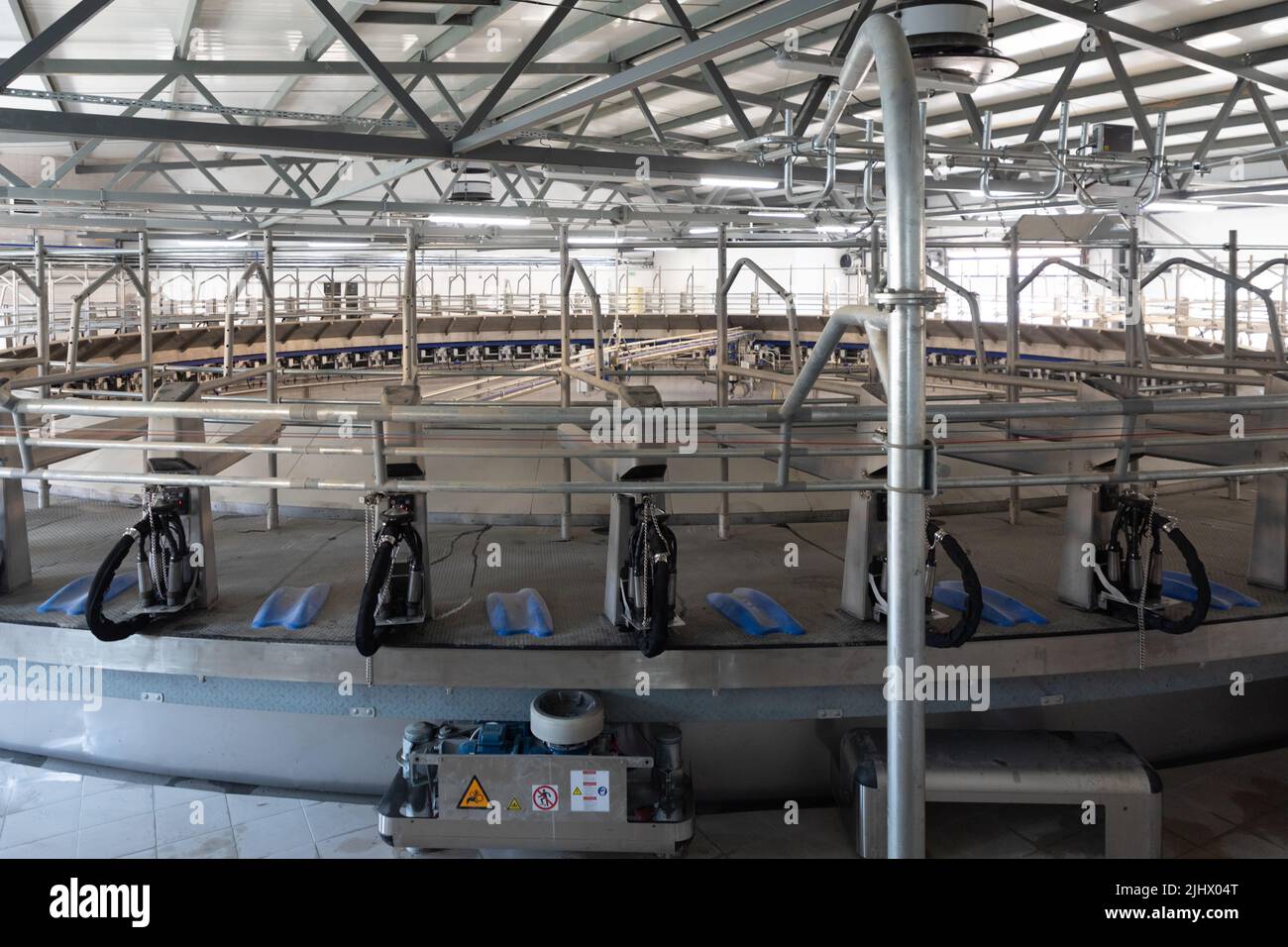 modern circular milking machine in a modern cow farm, cow milking ...