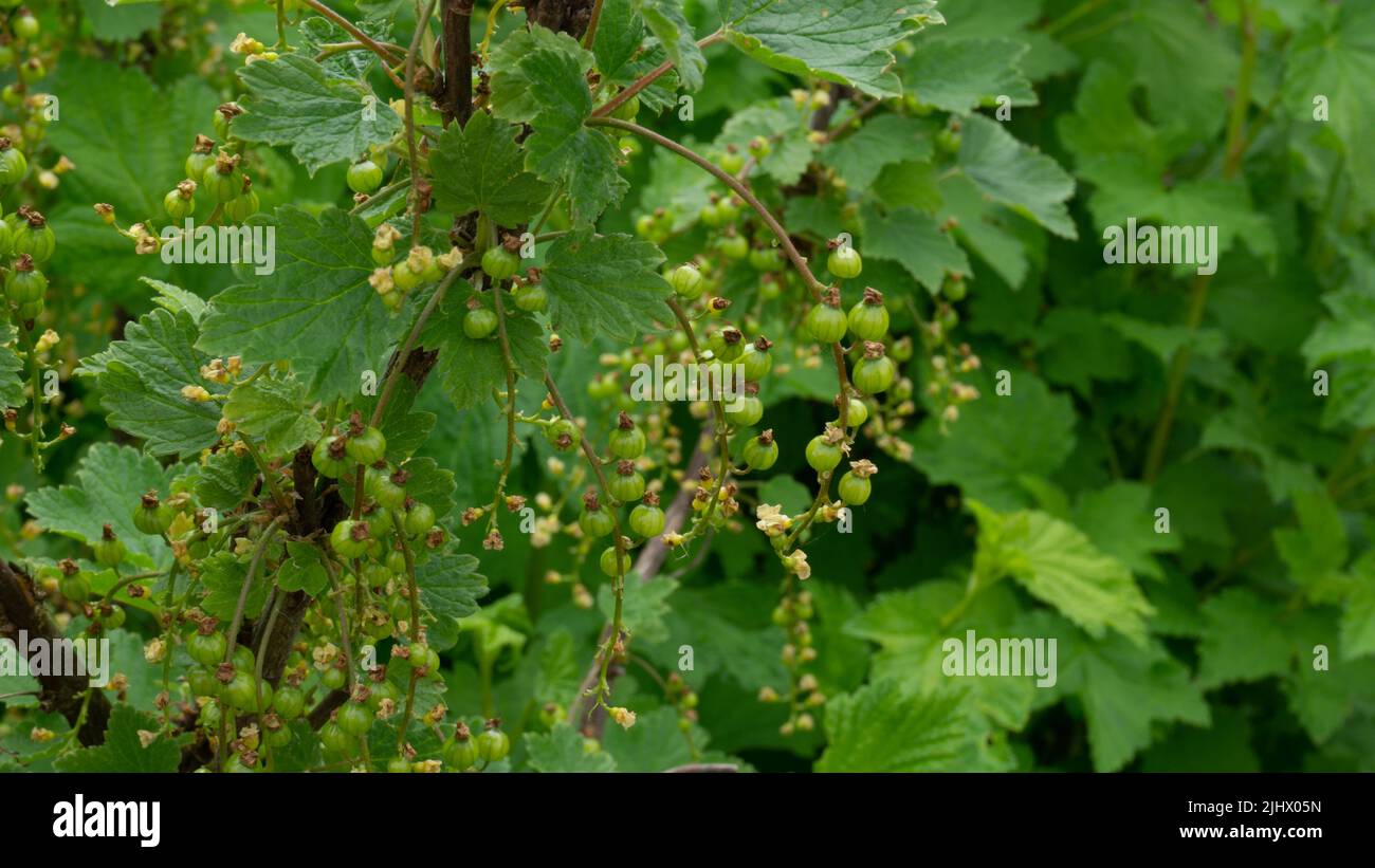 Bushes of red currant with ovaries of green berries. Just starting ...