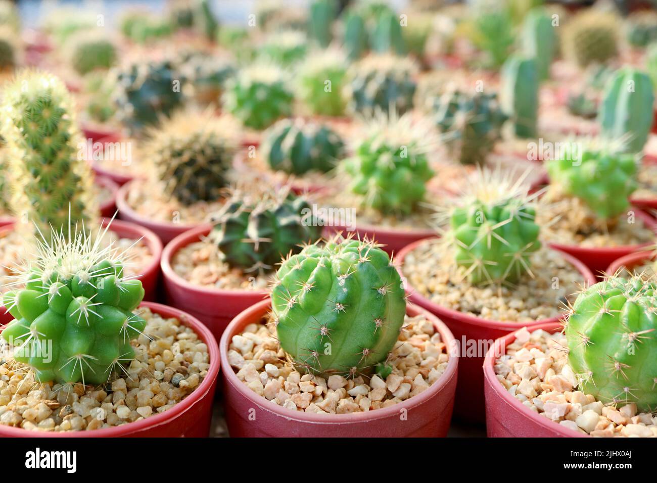Rows of Various Types of Potted Thorny Mini Cactus Plants with ...