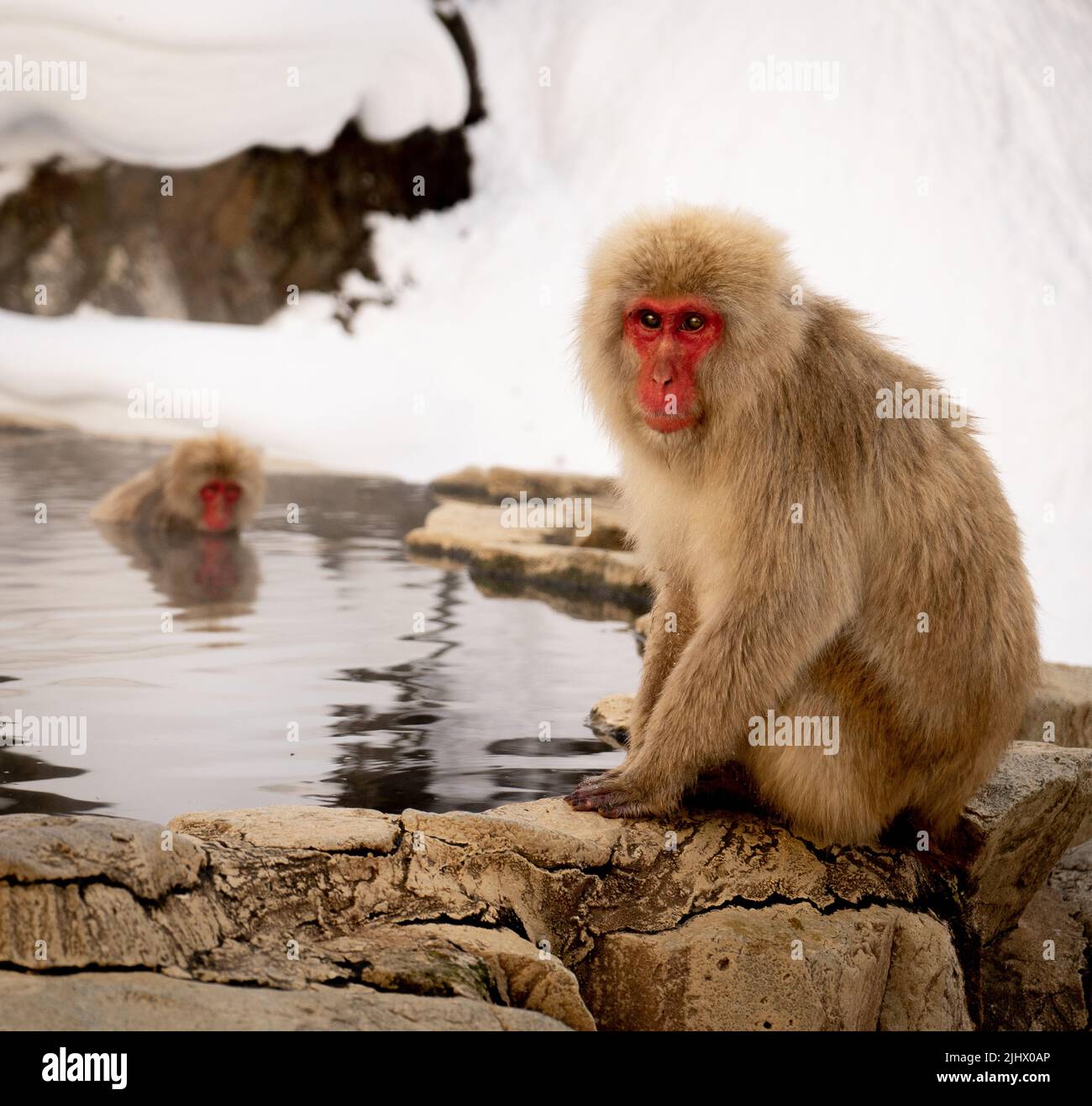 Snow monkey enjoying the onsen at Jigokudani Monkey Park - Nagano ...