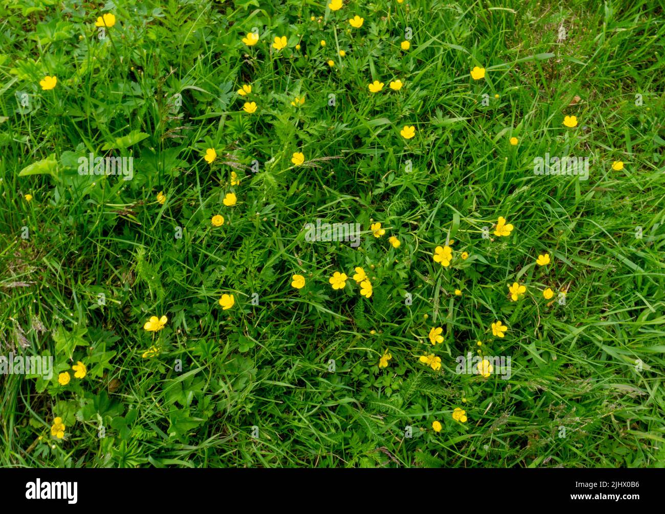 Green grass with ranunculus flowers. close photo. Background with ...