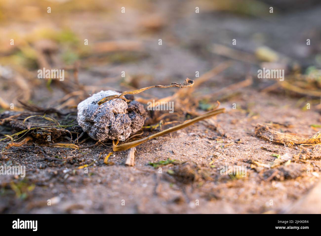 Chicken poop close -up on the floor. Bird litter on chicken farm Stock ...