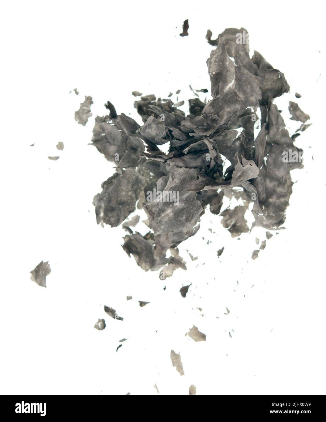 Ash isolated on white background Stock Photo - Alamy