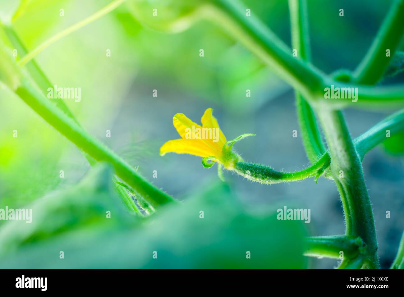 The first young cucumbers close-up on the garden bed. Blooming ...