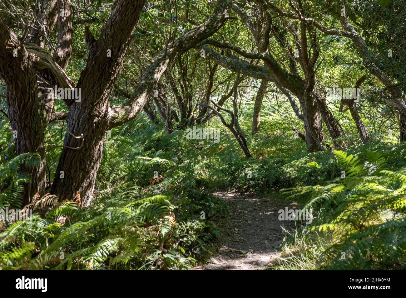 Godlingston heath spring hi-res stock photography and images - Alamy