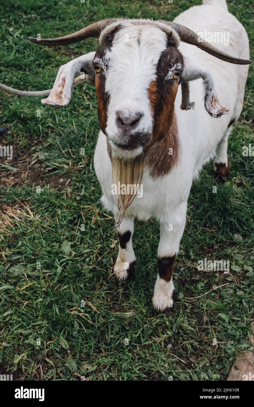 white goat with beard, horn, brown marks on tied up on grass Stock ...