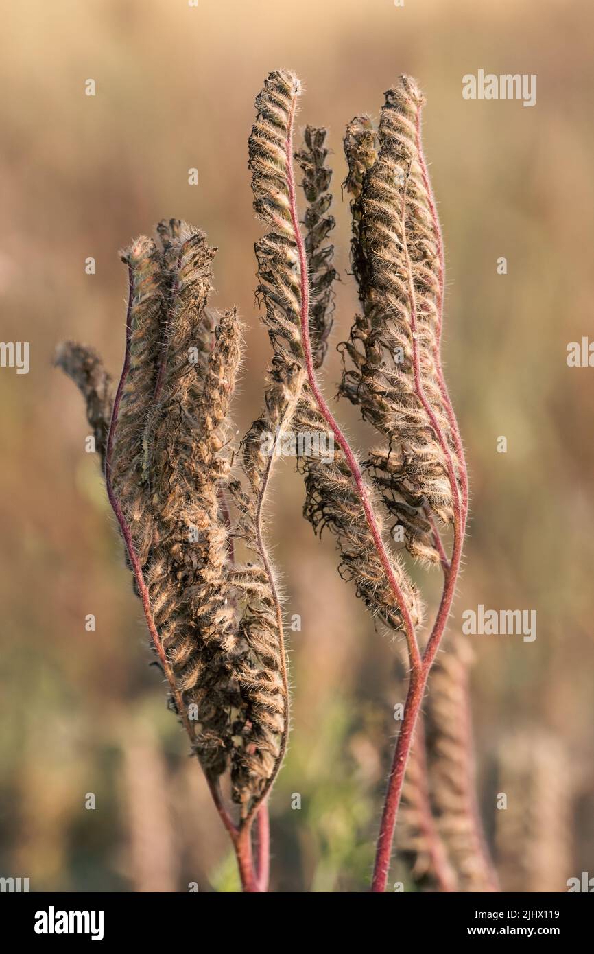 Phacelia tanacetifolia seeds hi-res stock photography and images - Alamy