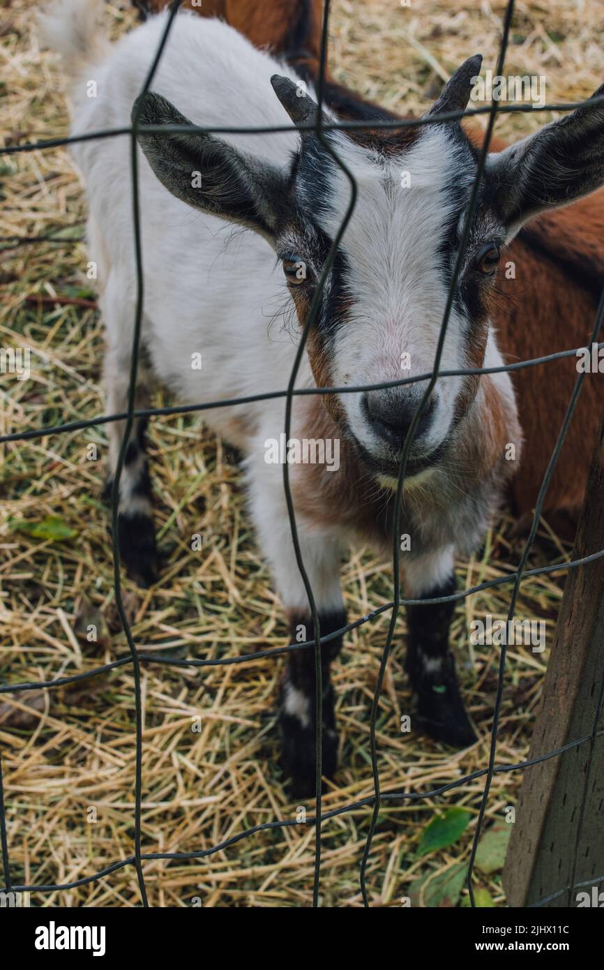 cute little goat kid on farm through fence, standing on hay Stock Photo ...