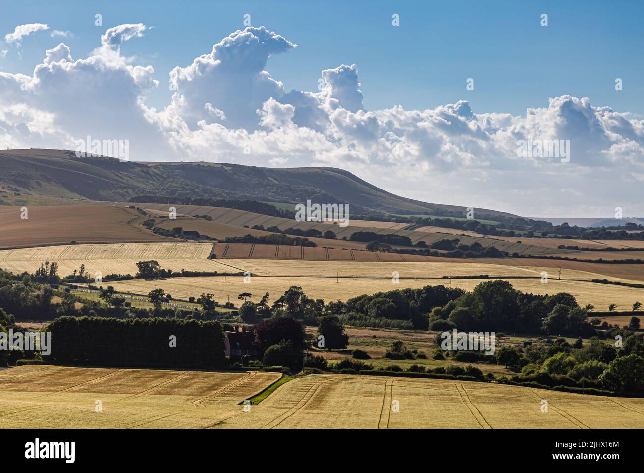 A summer farm landscape in the South Downs with golden fields of cereal ...