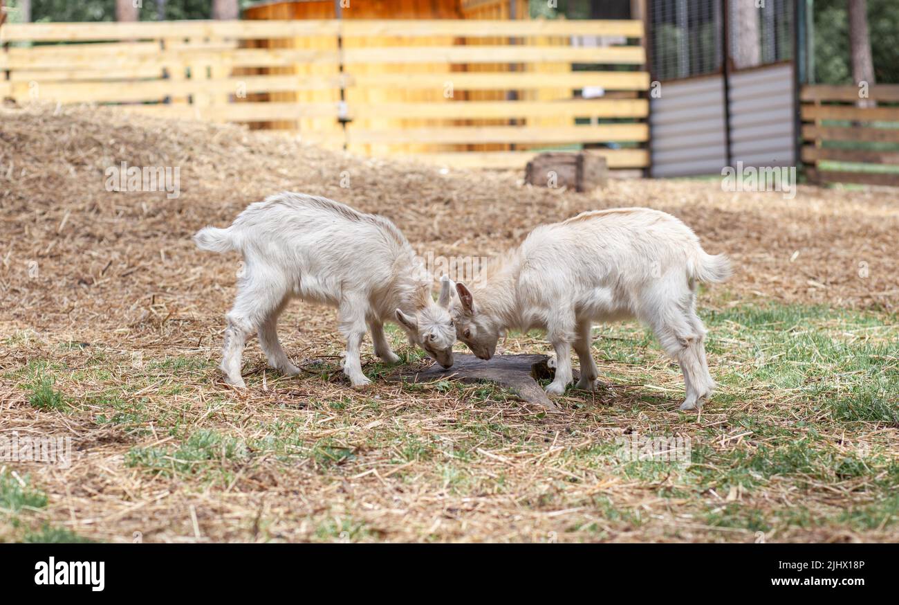 Two white little goats play with each other on the farm.Breeding goats ...