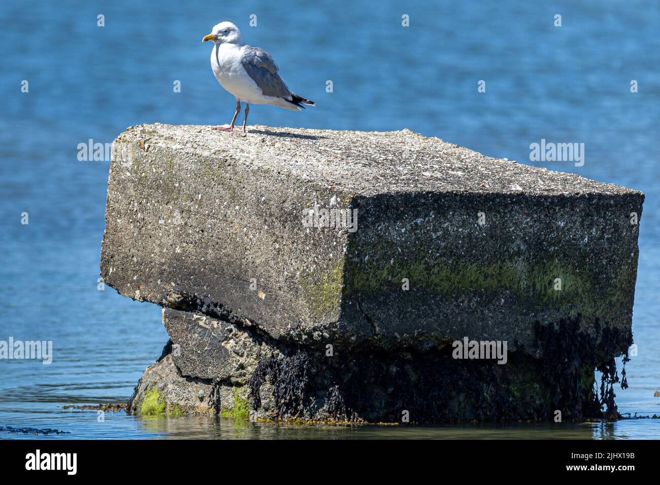 European herring gull, Larus argentatus, resting on WW2 sea defences ...