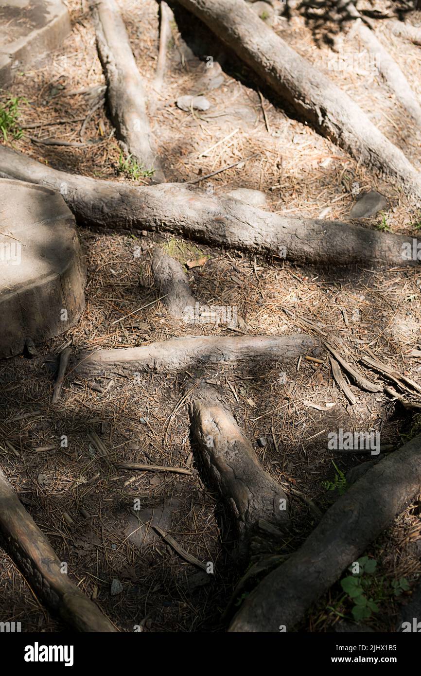 Twisting tree roots hi-res stock photography and images - Alamy
