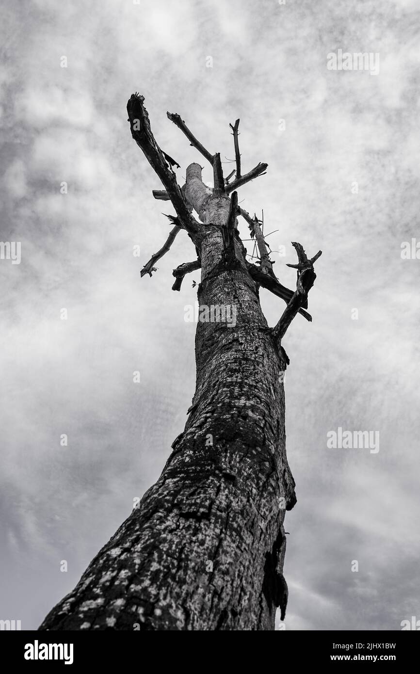 Leavesless tree hi-res stock photography and images - Alamy