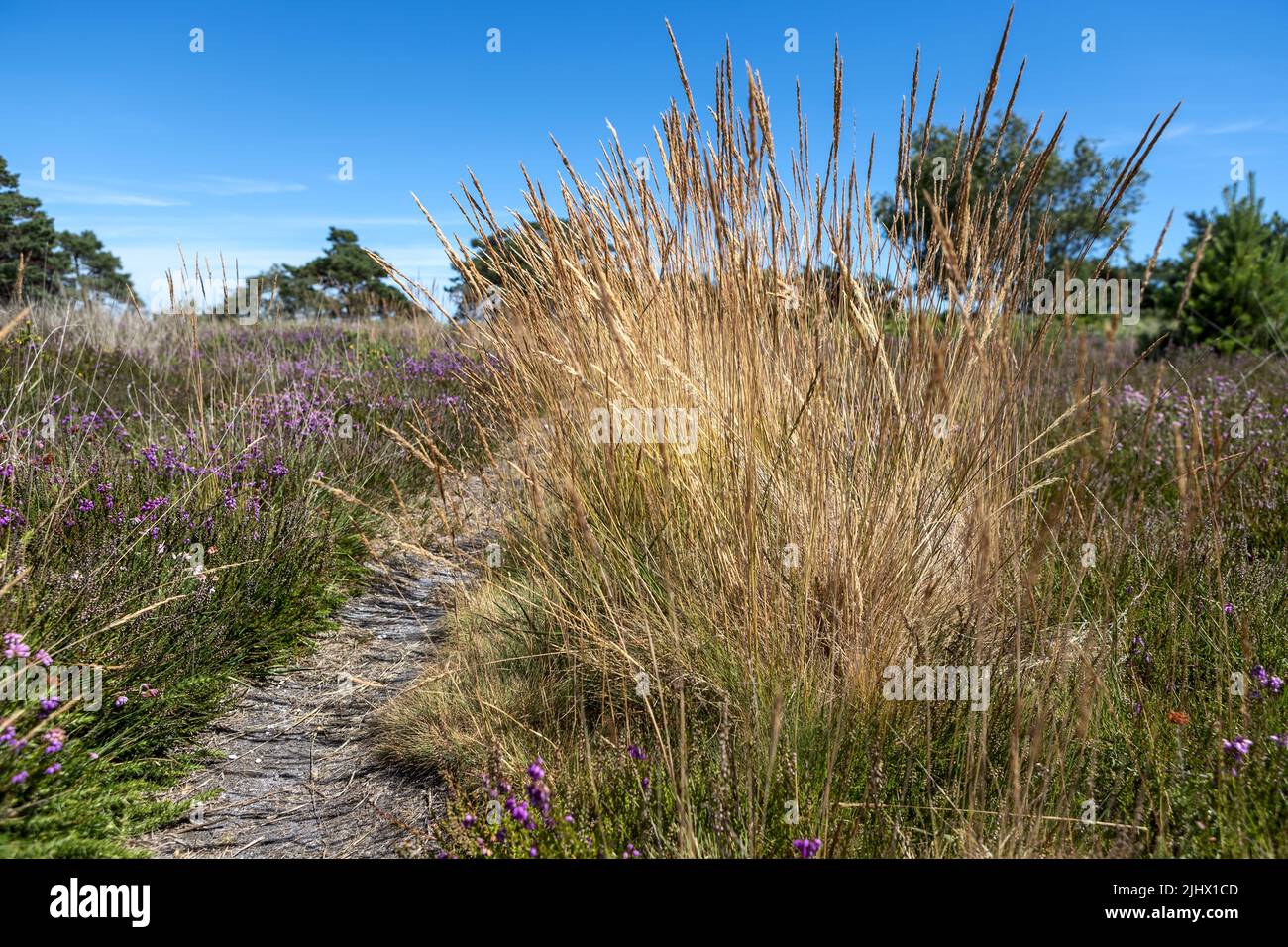 Grasses, Heathers and trees, Poole Harbour, Stone Island Lake, Studland ...