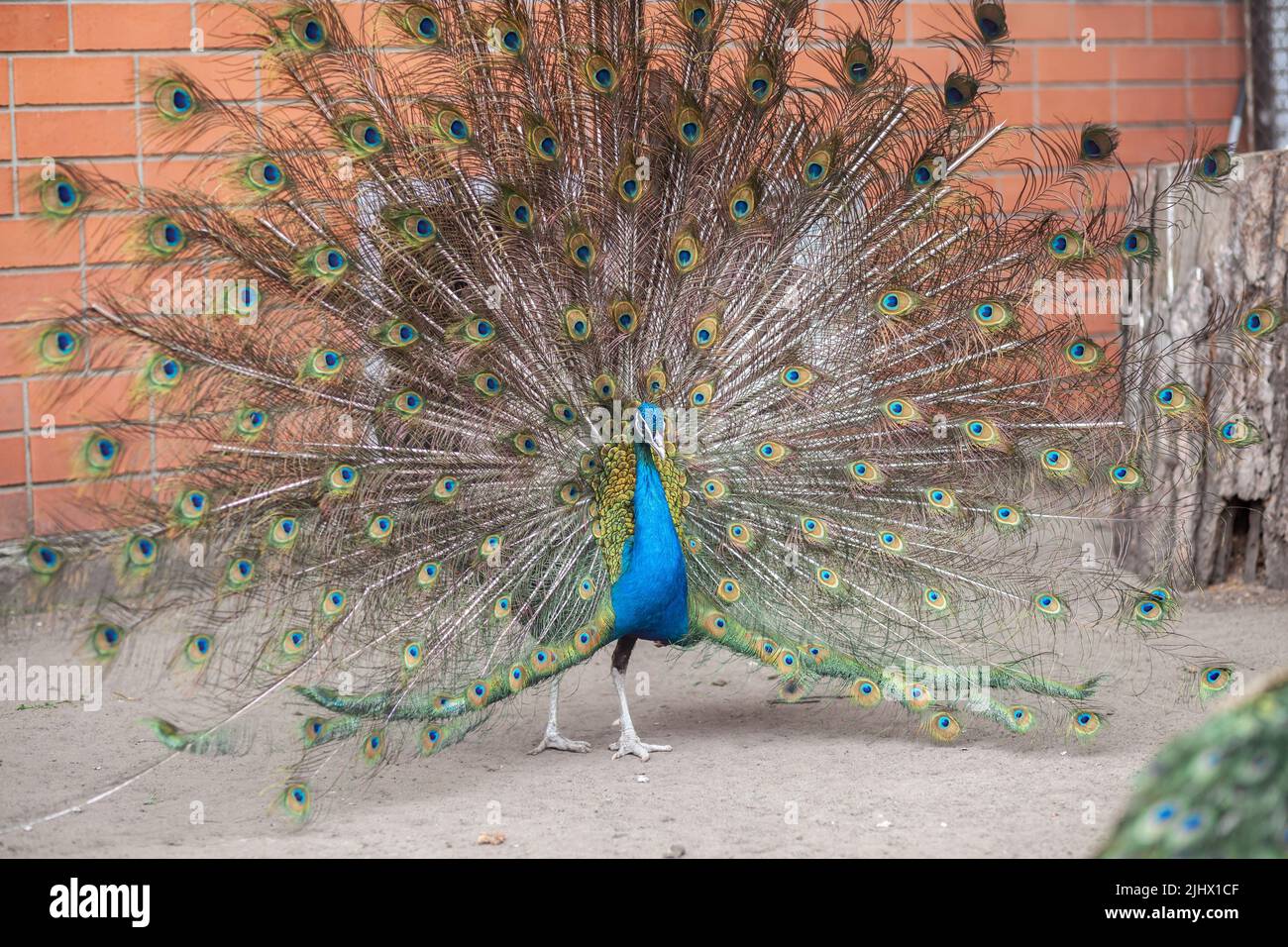 Fluffy tail hi-res stock photography and images - Alamy