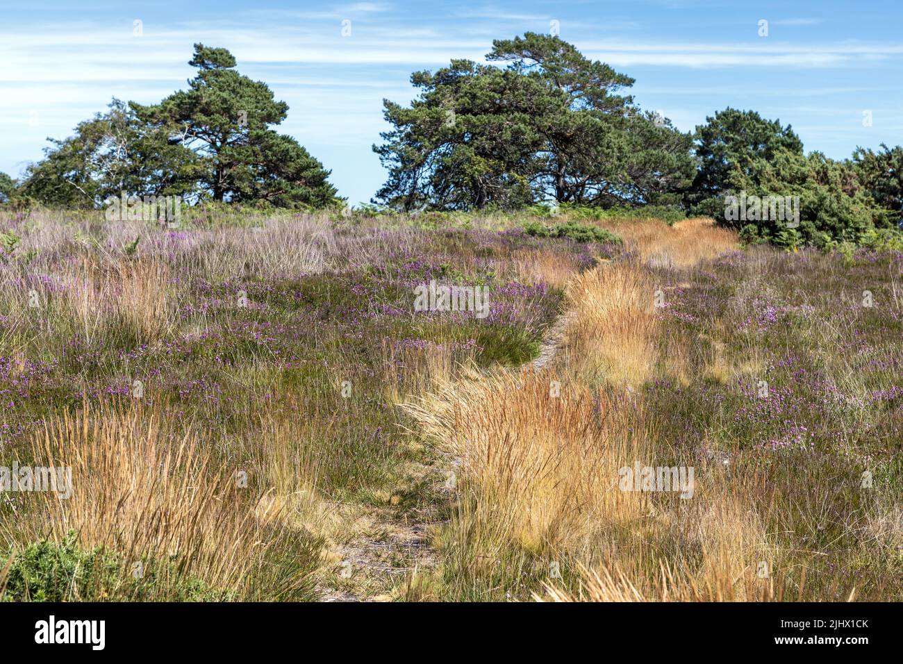 Grasses, Heathers and trees, Poole Harbour, Stone Island Lake, Studland ...