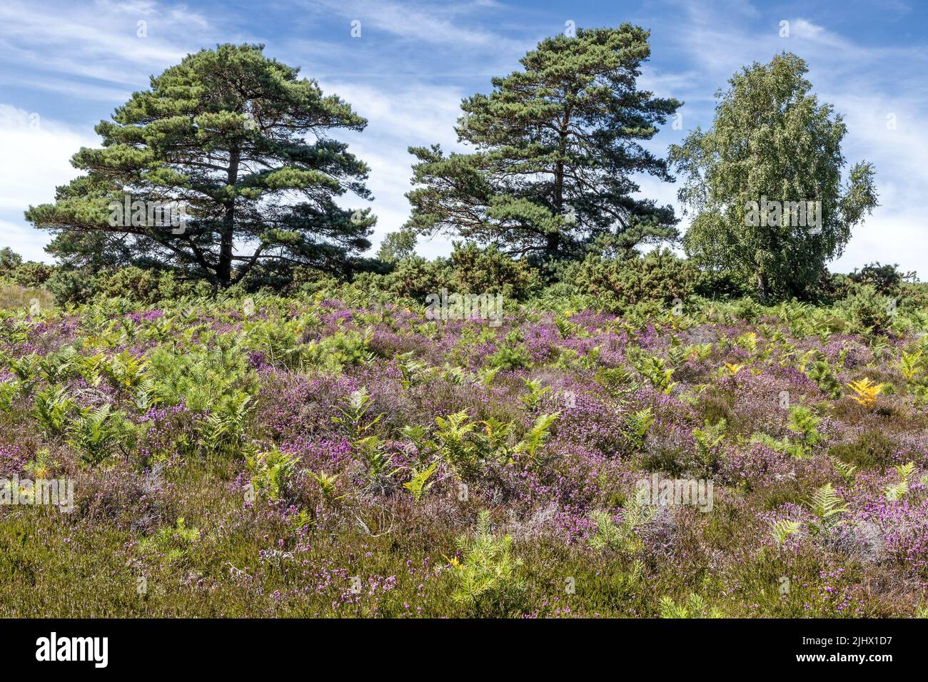 Heather, ferns, grasses, trees, Poole Harbour, Stone Island Lake ...