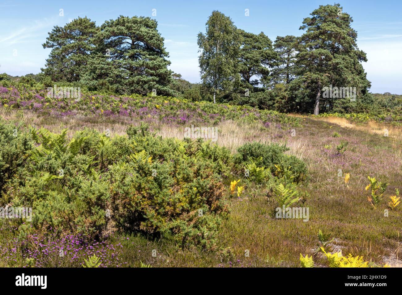 Heather, ferns, grasses, trees, Poole Harbour, Stone Island Lake ...