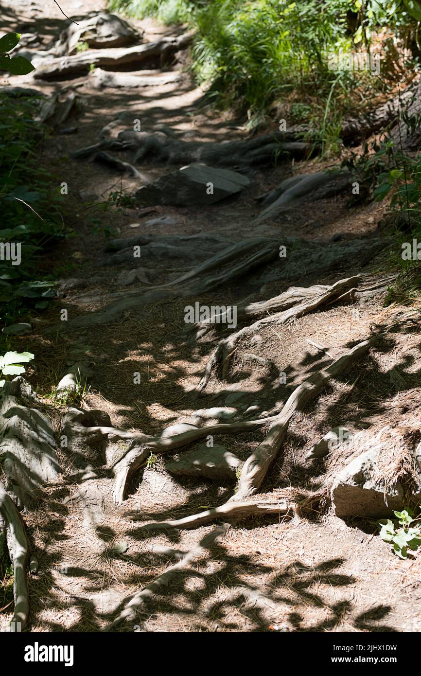 Twisting tree roots hi-res stock photography and images - Alamy