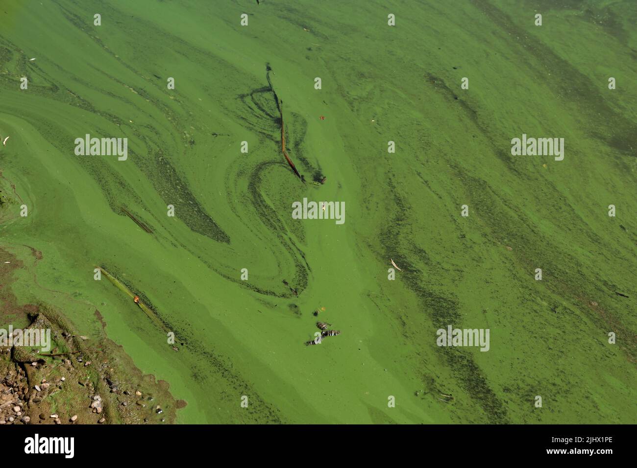 Dark green colored algae that fill the lake Stock Photo - Alamy