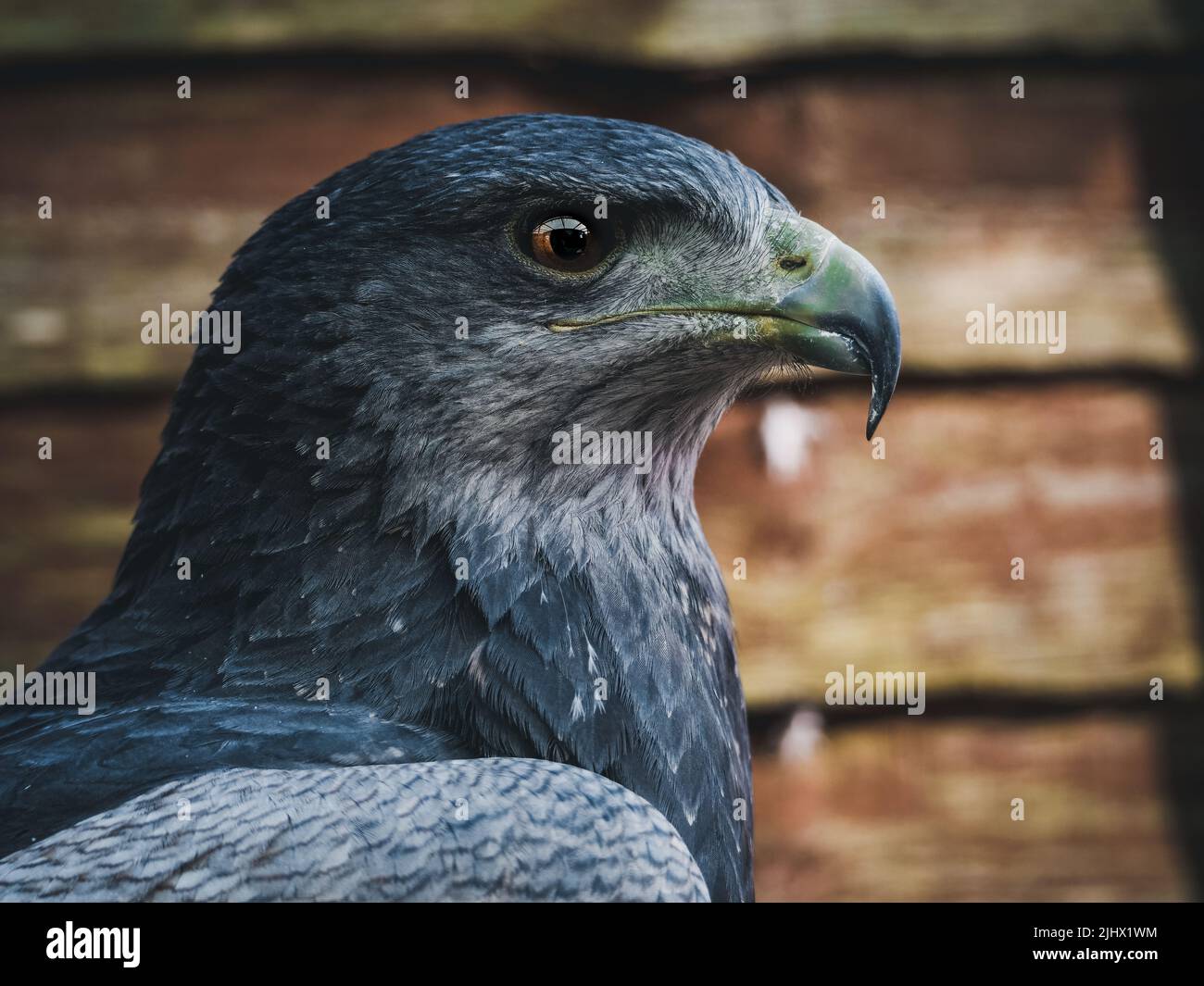 Chilean blue eagle hi-res stock photography and images - Alamy