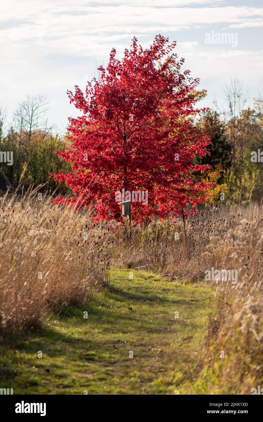 A vertical shot of a red maple tree growing in a garden under the ...