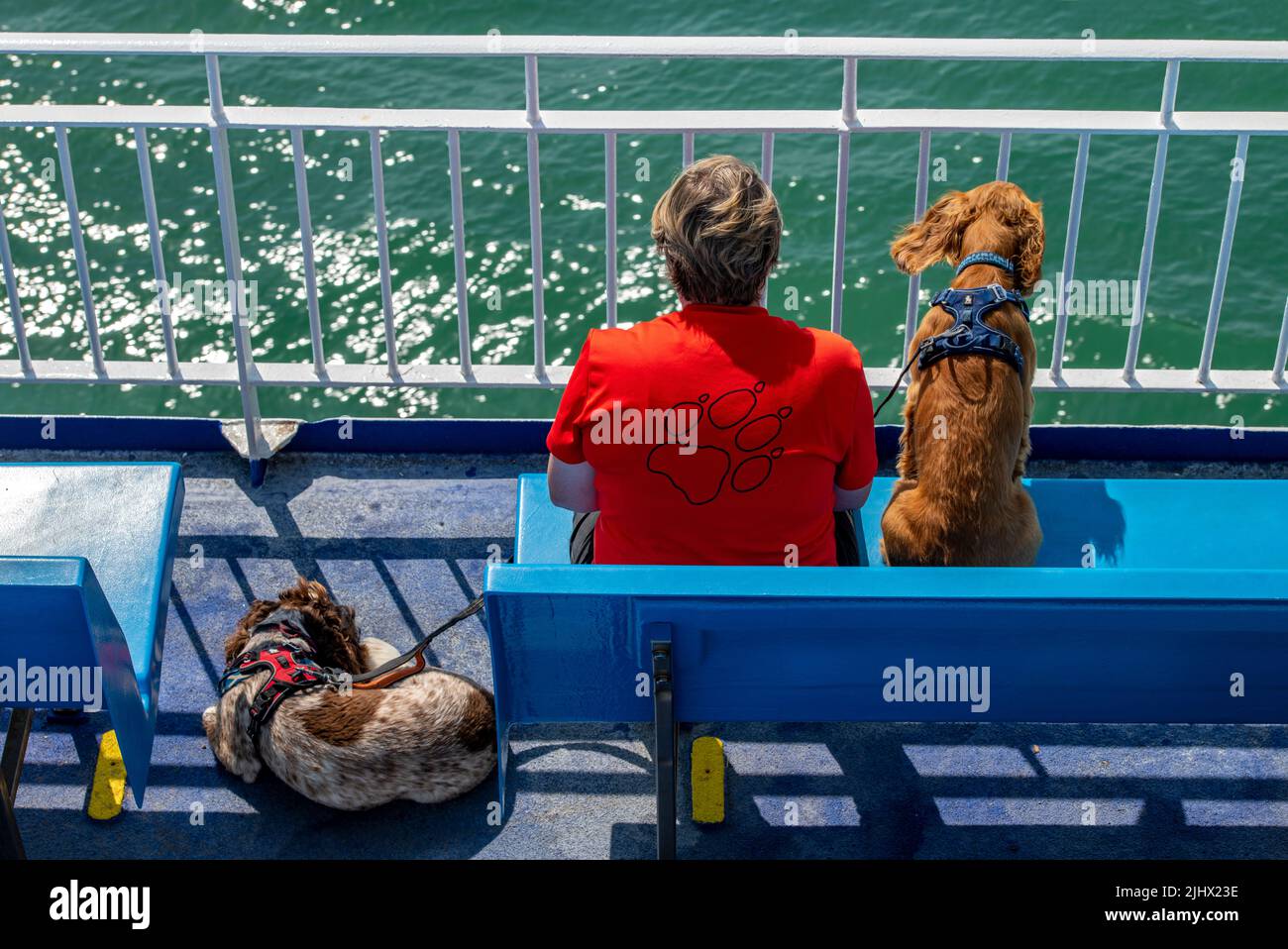 lady sitting with dogs on a car ferry to the isle of wight, woman ...