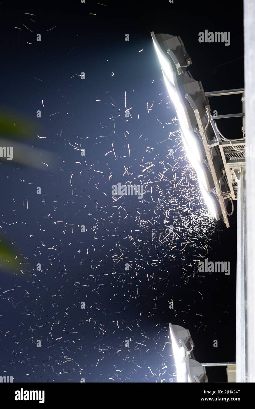 Termites swarming hi-res stock photography and images - Alamy