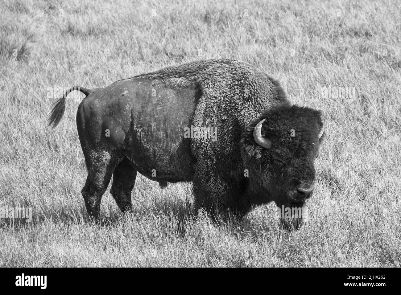 A grayscale of a buffalo in a field in Montana Stock Photo - Alamy