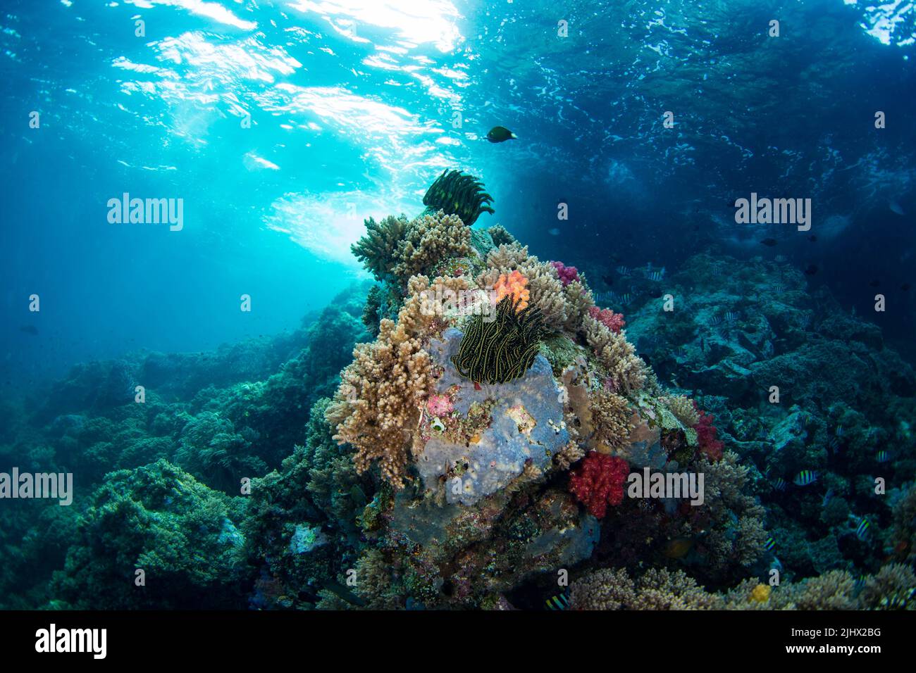 Colorful coral outcrop with tranquil background Stock Photo - Alamy