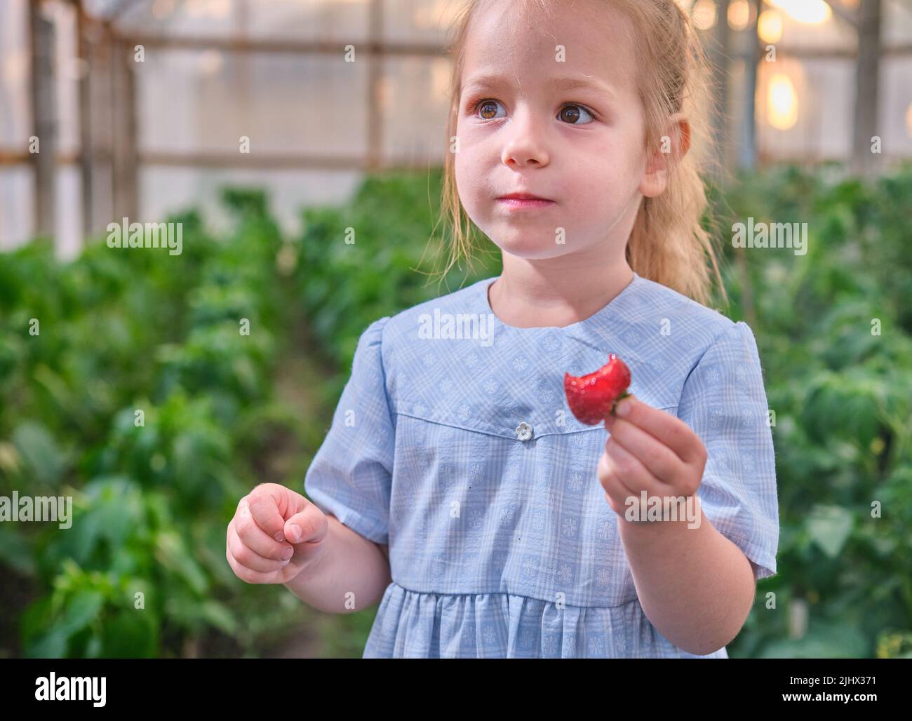 Little child girl eats fresh picked strawberries in the family ...