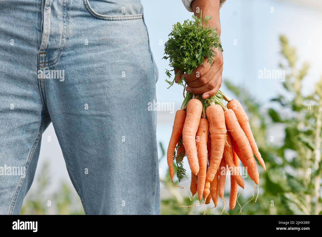 These crunchy veggies are rich in beta-carotene. Closeup shot of an ...