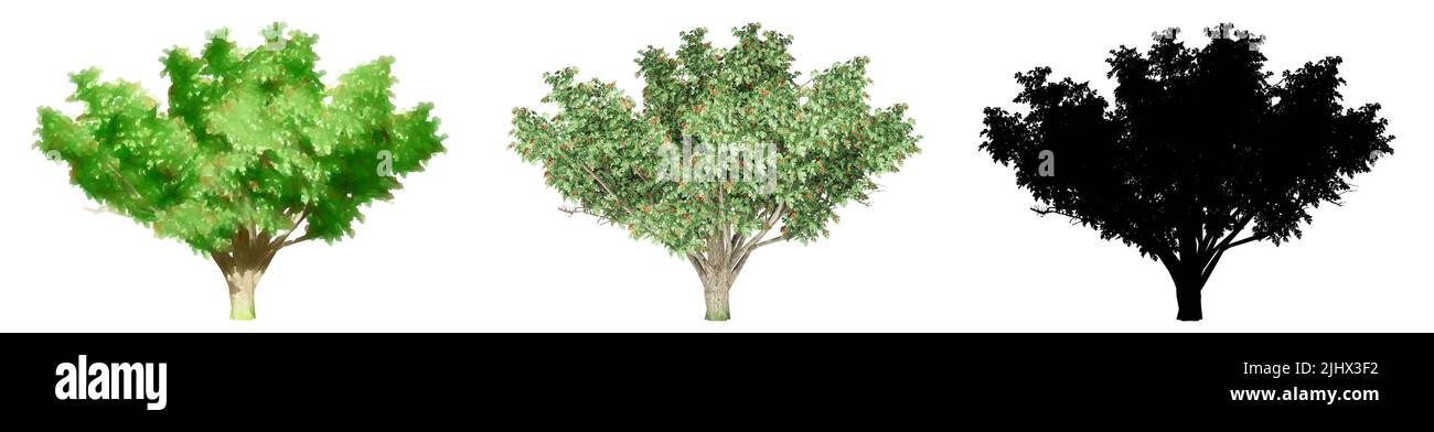 Set or collection of Common Hawthorn trees, painted, natural and as a ...