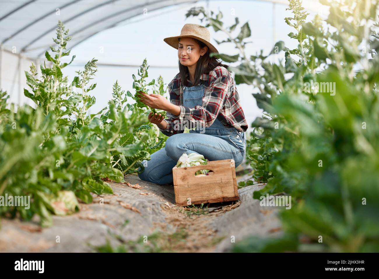 I hope this yield will improve. a young woman tending to crops on a ...