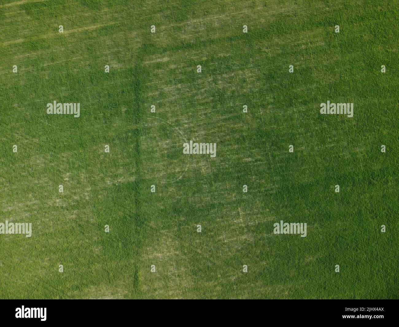 Aerial view on green wheat field in countryside. Field of wheat blowing ...