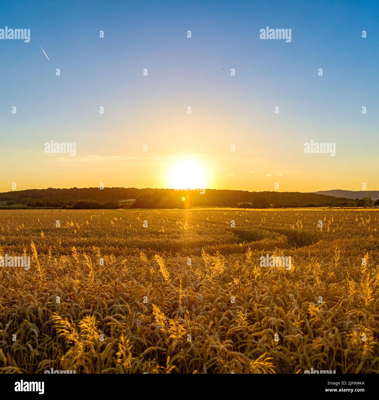 harvested wheat field at sunset golden hour in Germany, Europe. Wheat ...