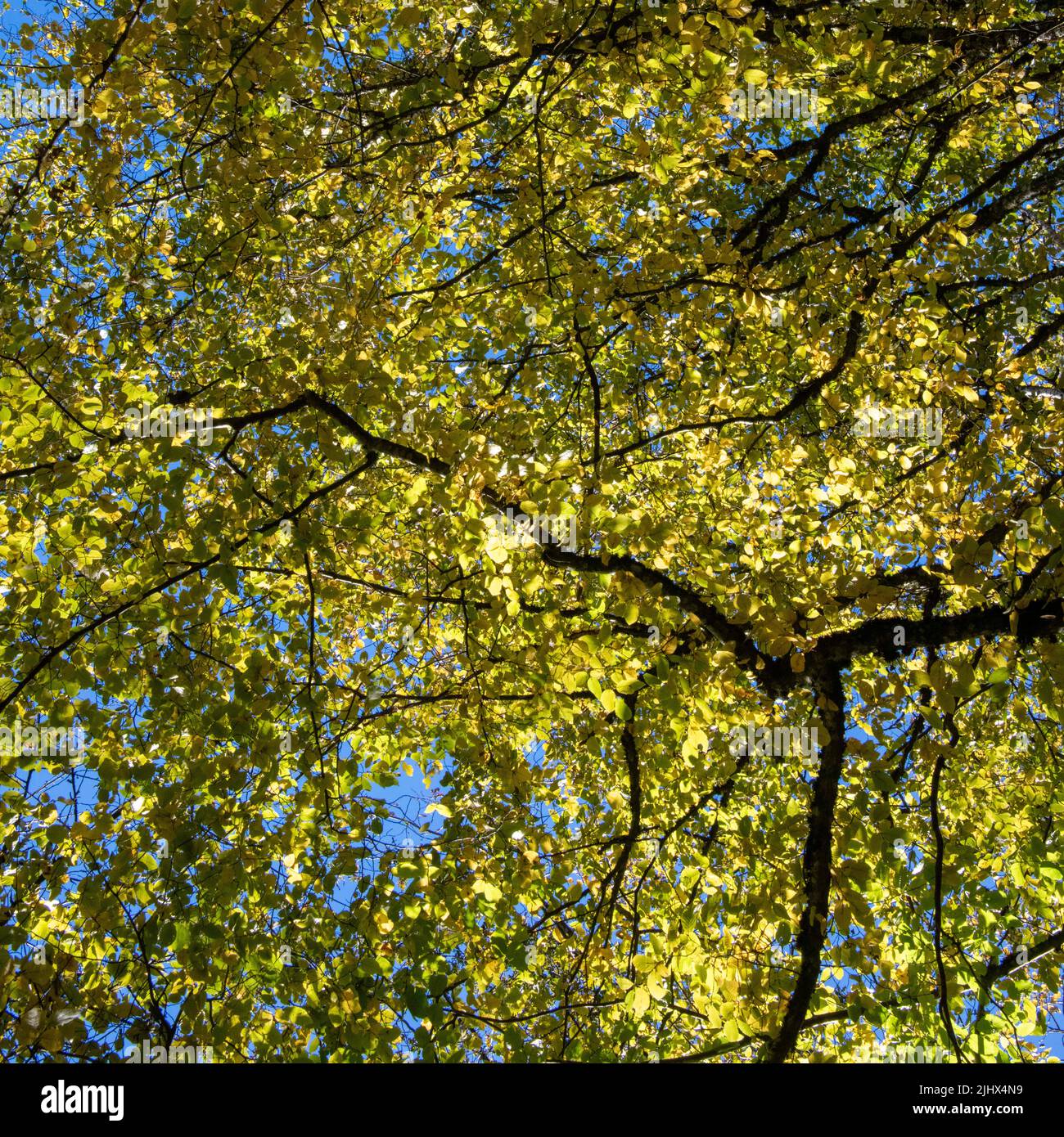 Protected by the canopy of this yellow tree Stock Photo - Alamy