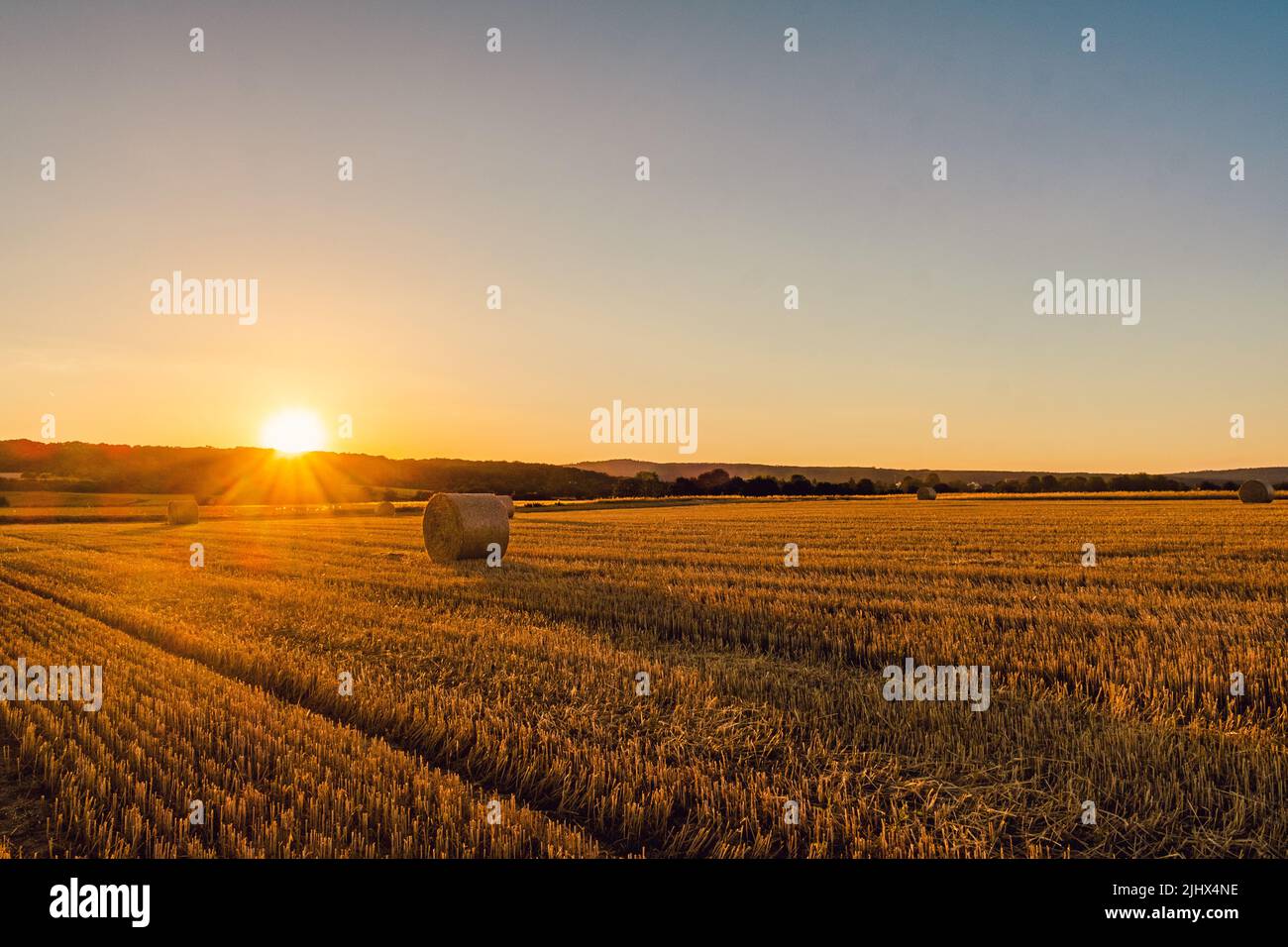 harvested wheat field at sunset golden hour in Germany, Europe. Wheat ...