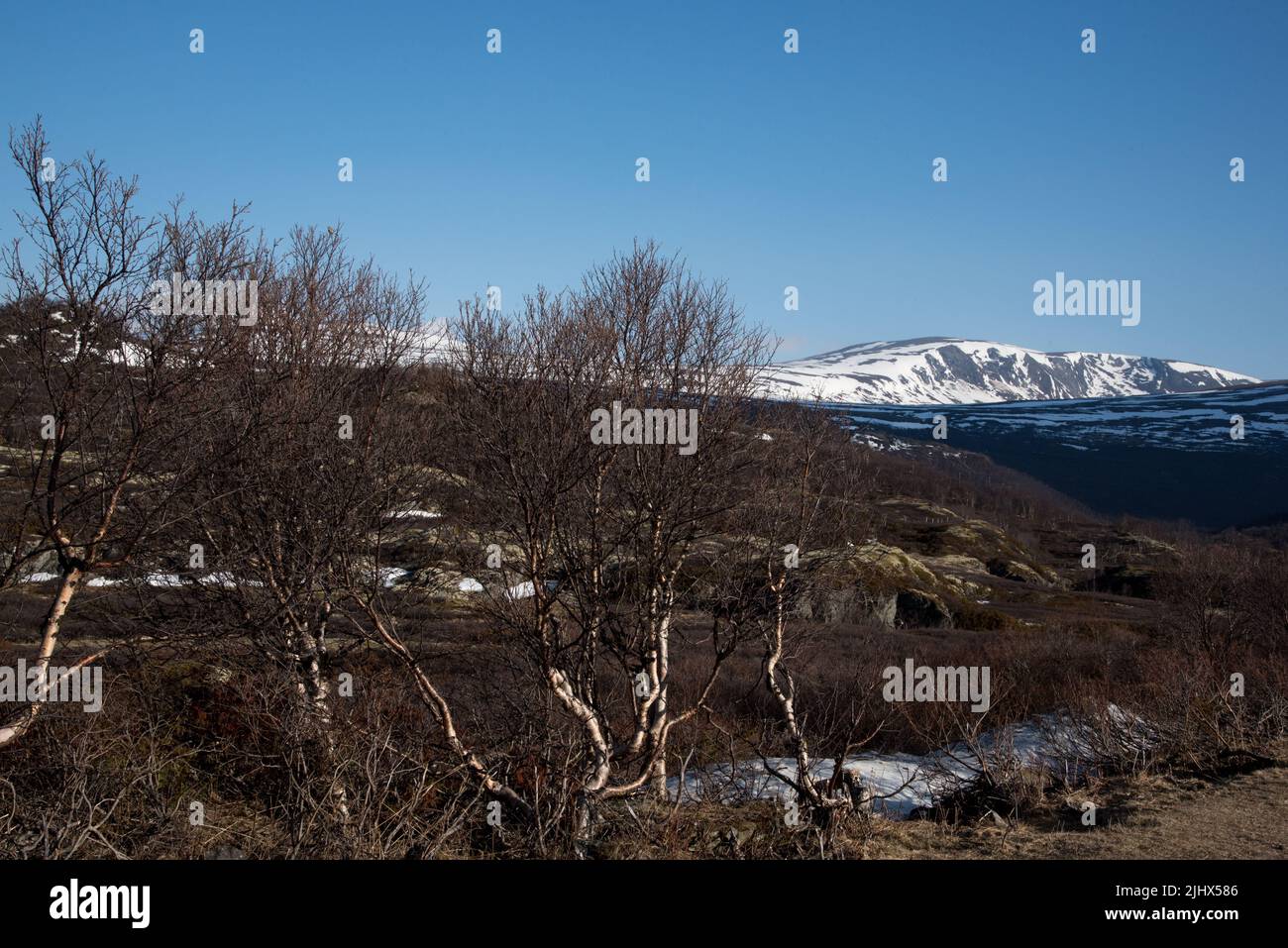 Roughly 1000 meter above sea level Dovrefjell is a mountain range and ...