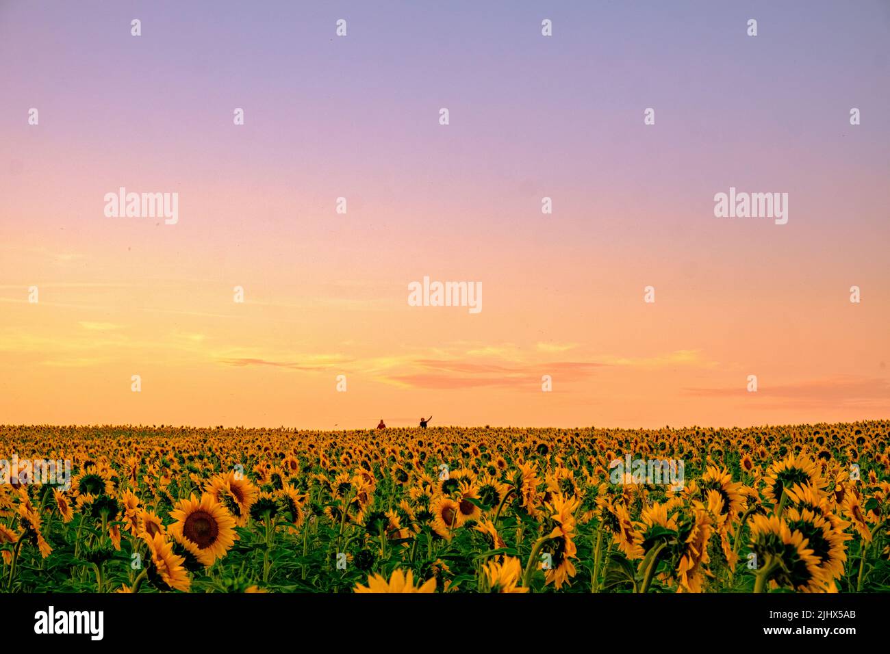 Sunflower field at golden hour period with moody sunlight in late July ...