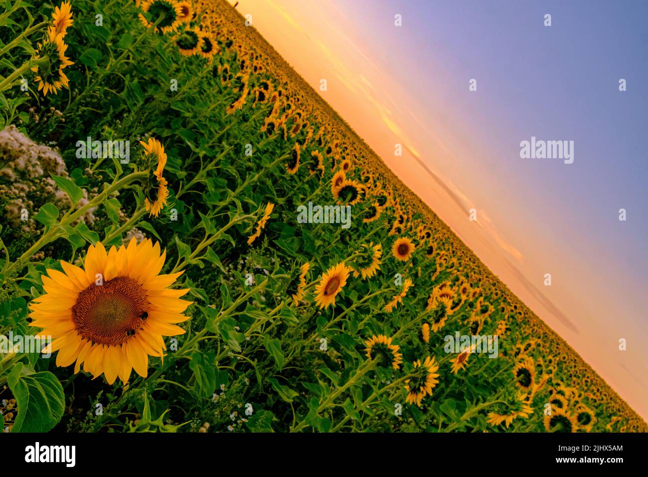 Sunflower field at golden hour period with moody sunlight in late July ...