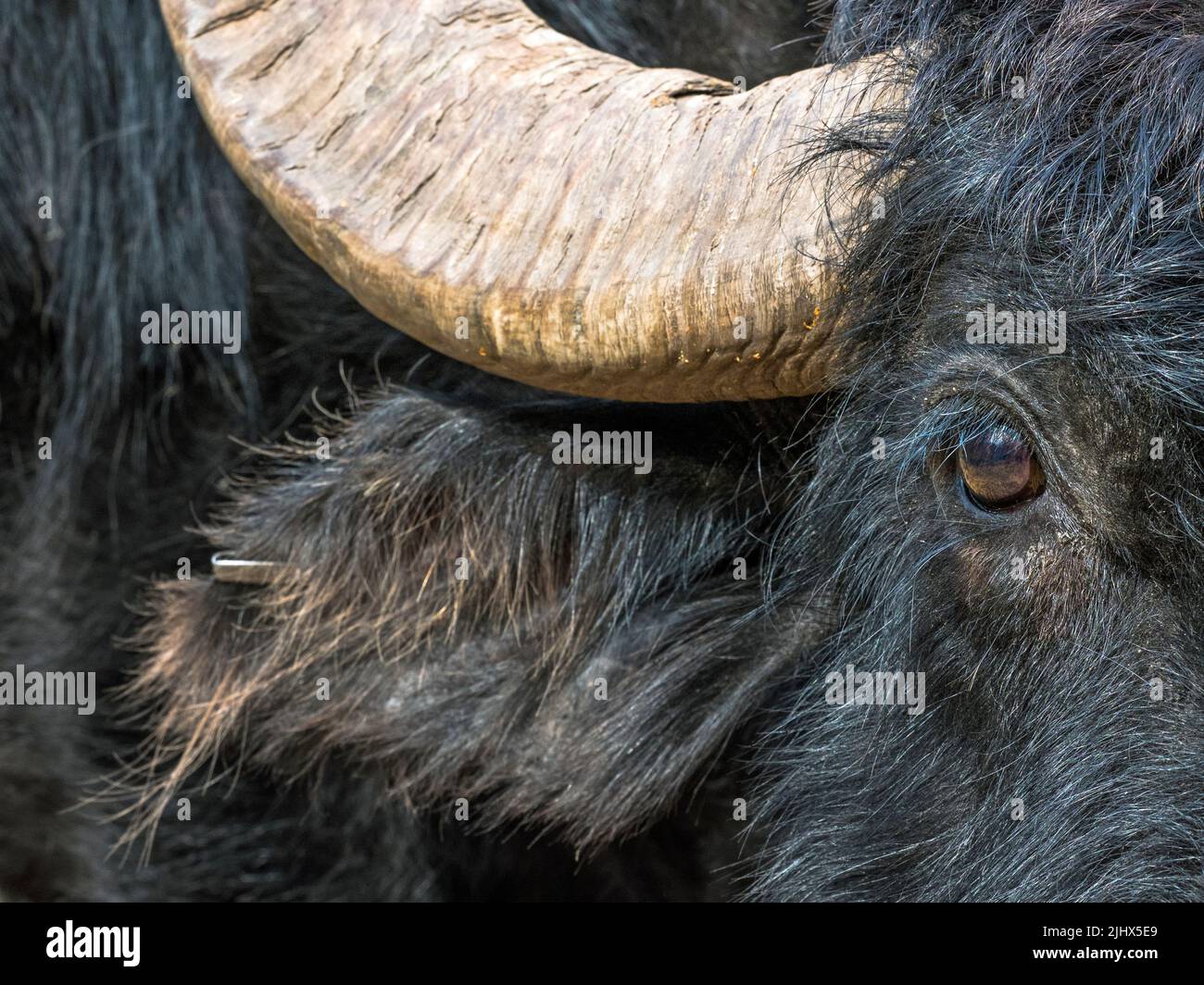 Close-up of the head of a Water Buffalo (Bubalus bubalis ...