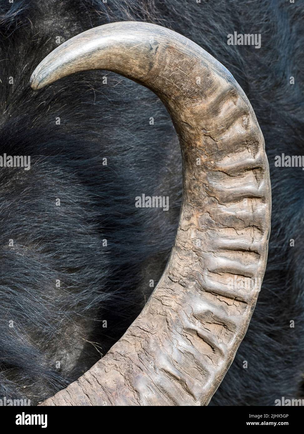 Buffalo horn hi-res stock photography and images - Alamy