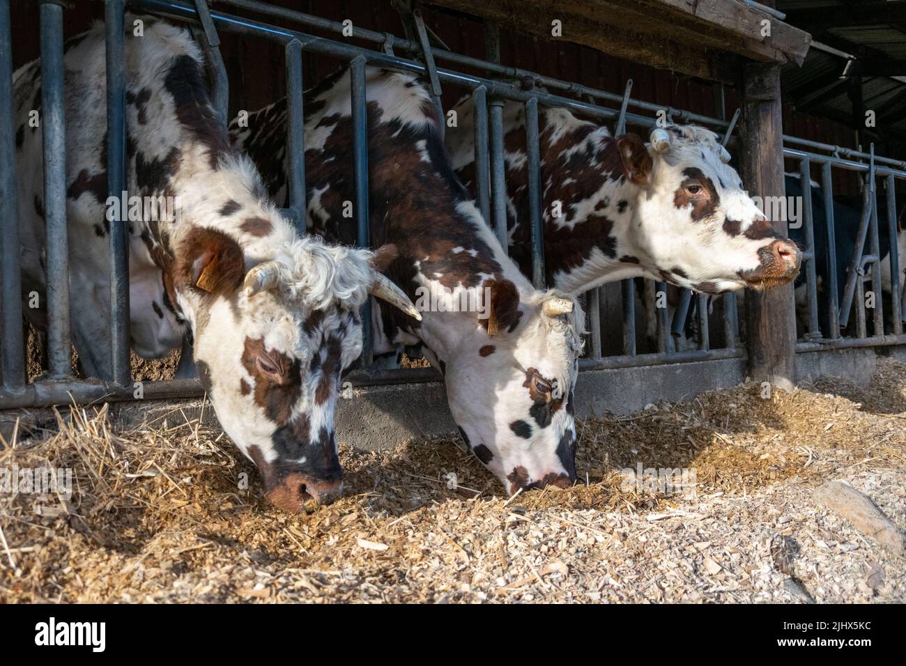 Cow corn hi-res stock photography and images - Alamy